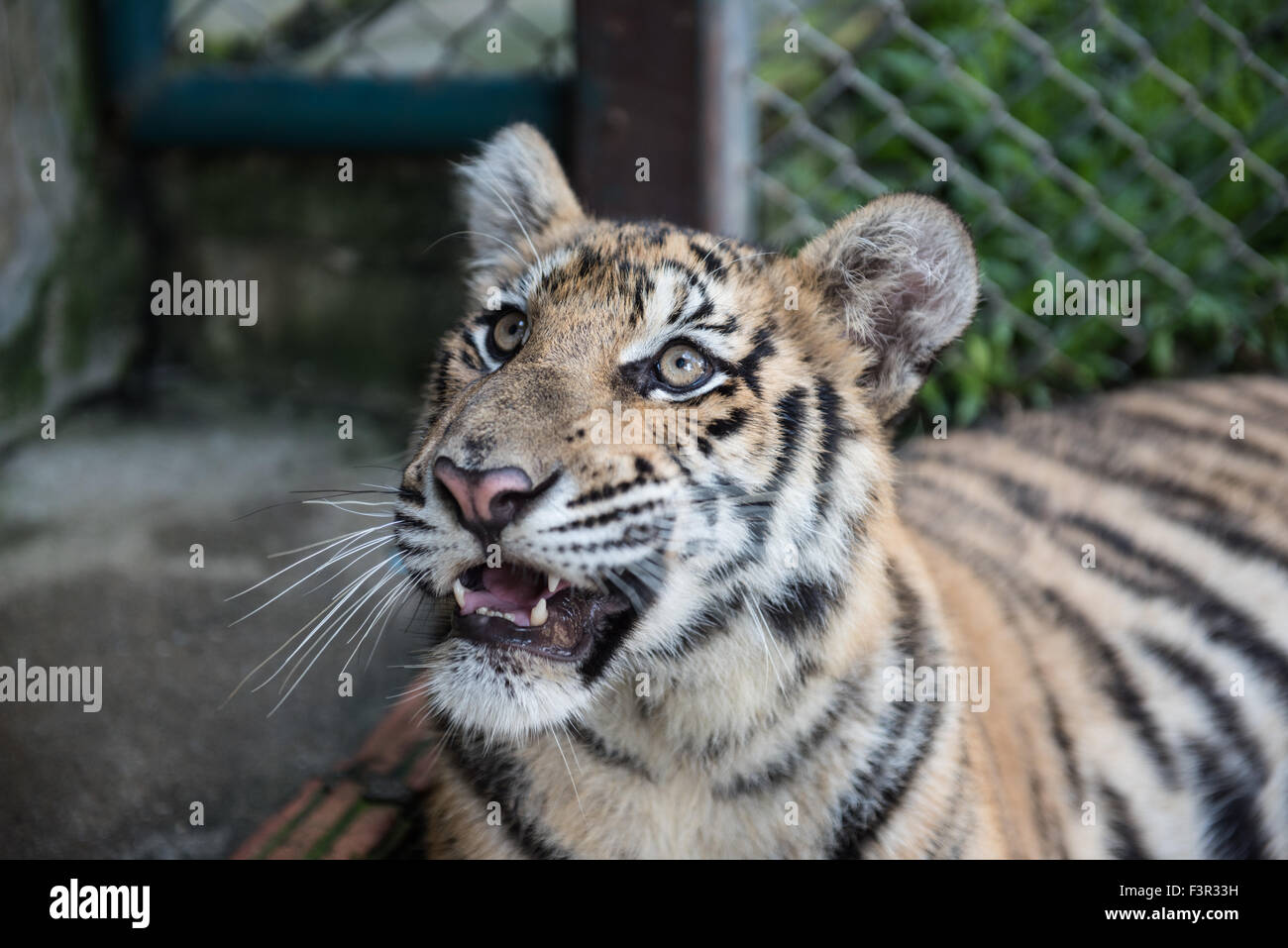 Tiger Looking At Visitors Stock Photo - Alamy