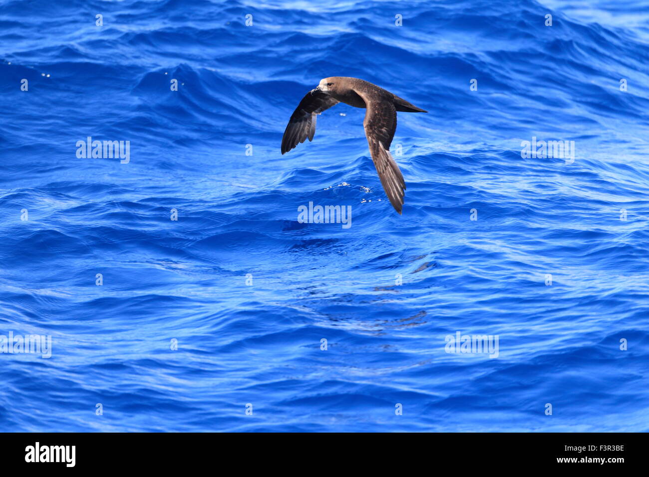 Grey faced petrel hi-res stock photography and images - Alamy