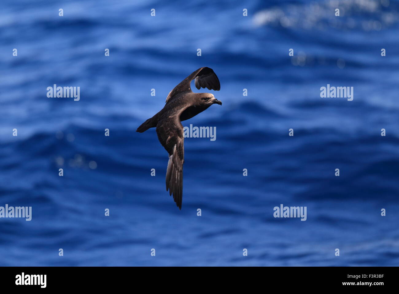 Grey faced petrel hi-res stock photography and images - Alamy