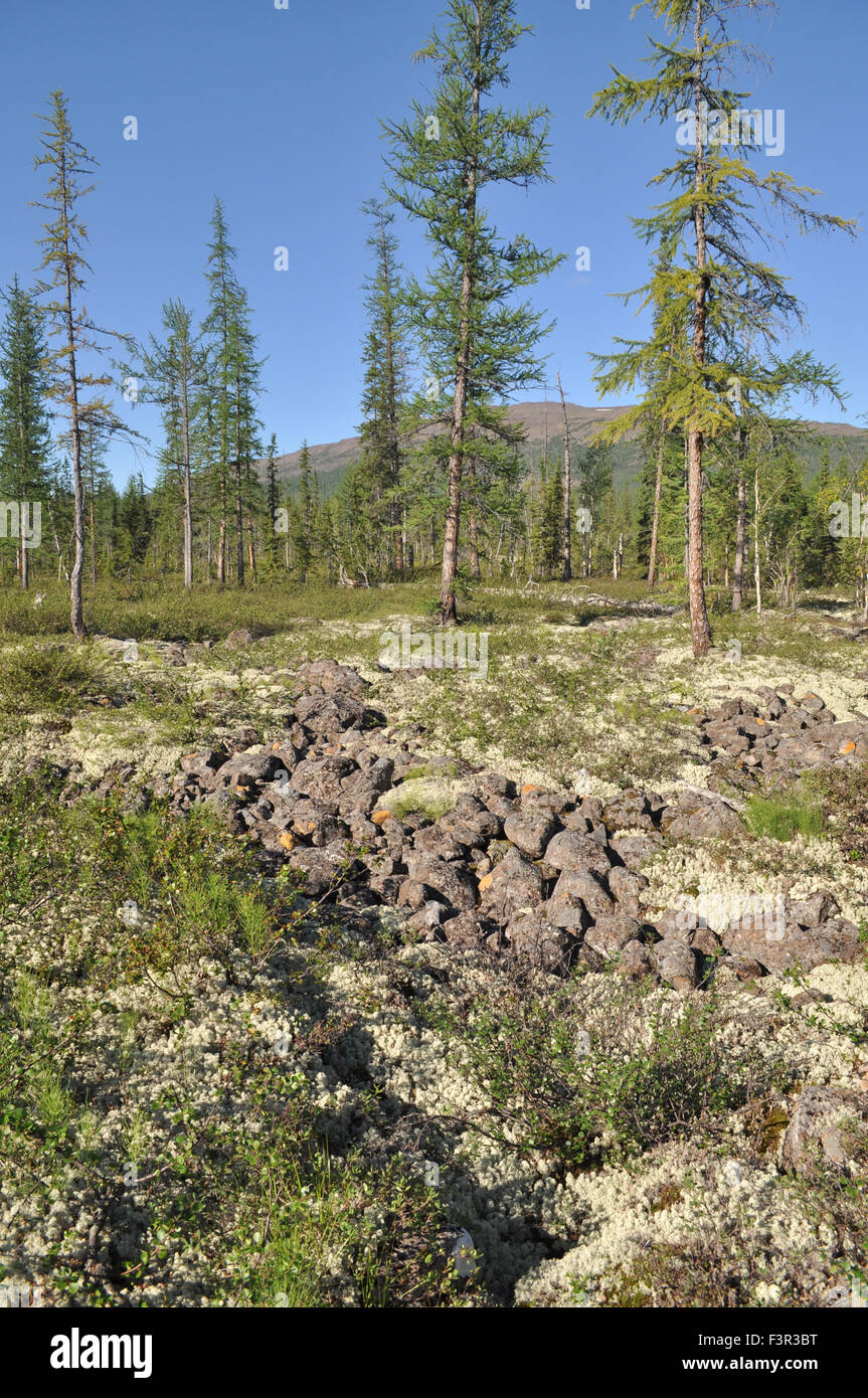 Siberia russia taiga not car hi-res stock photography and images - Alamy