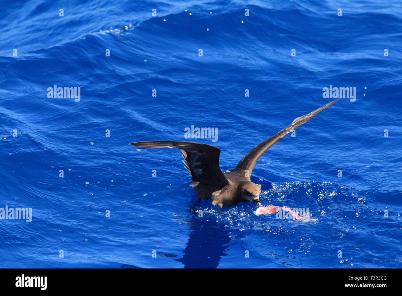 Pterodroma hi-res stock photography and images - Alamy