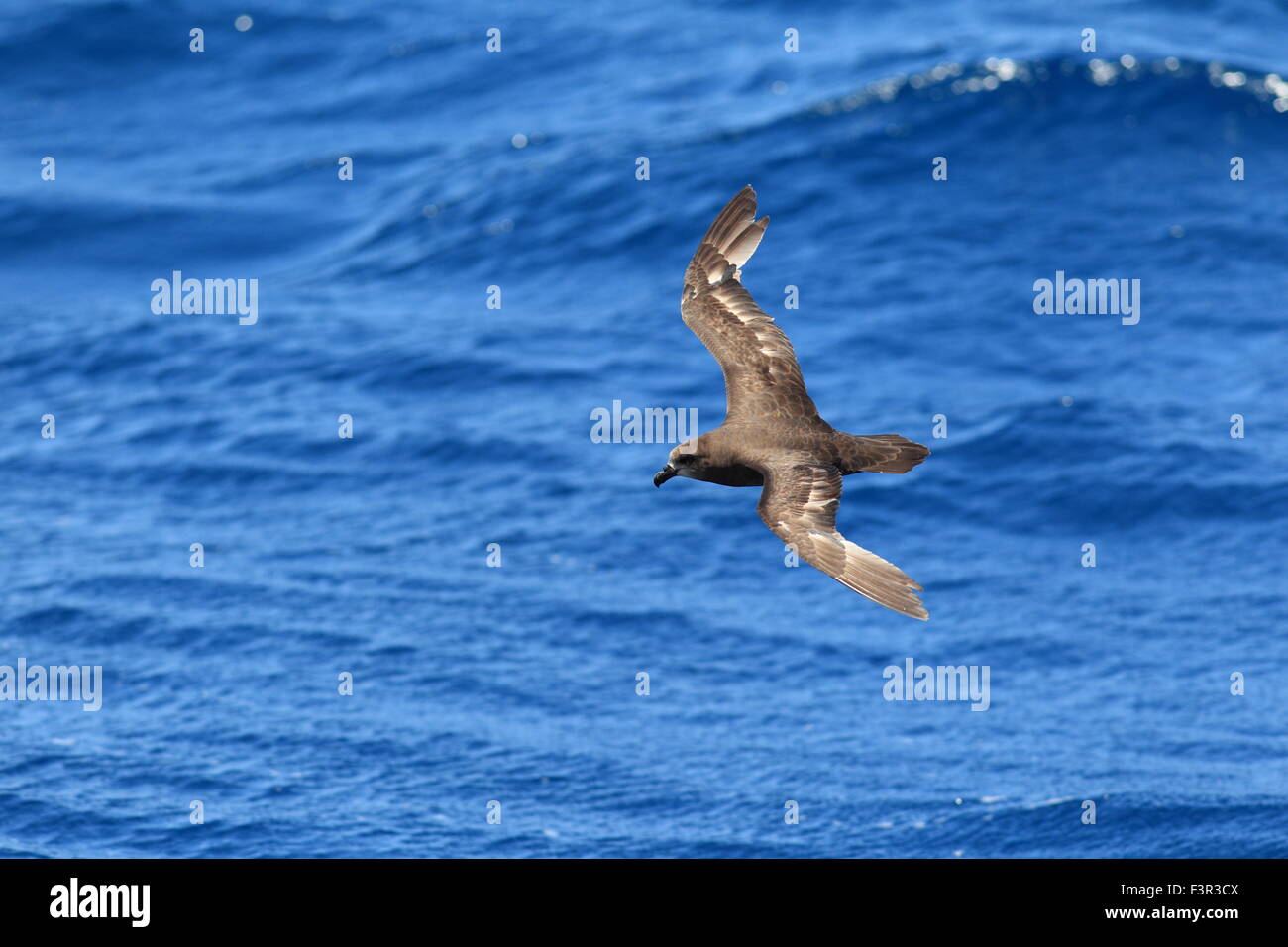 Grey faced petrel hi-res stock photography and images - Alamy