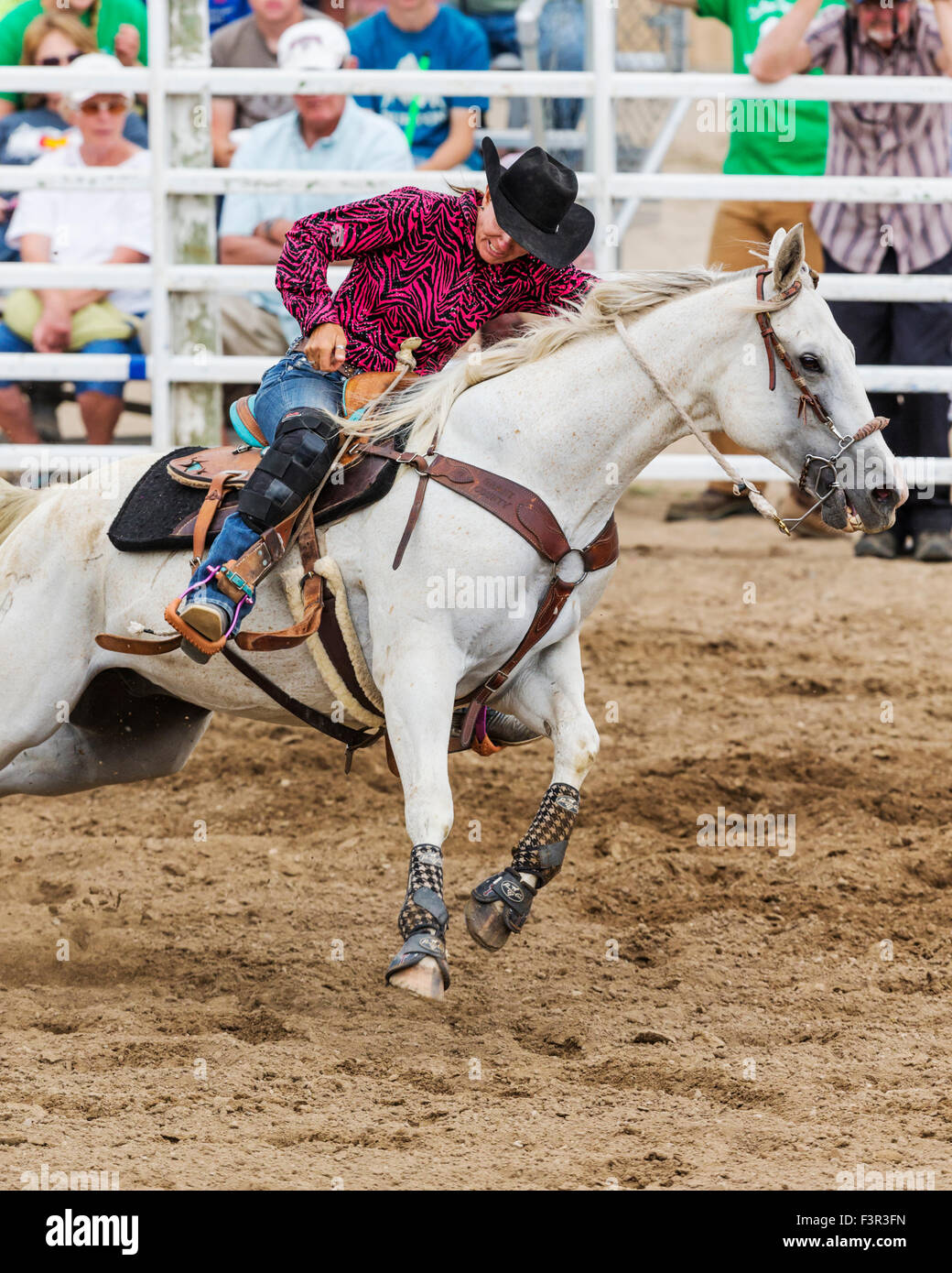 Rodeo cowgirl on horseback competing in barrel racing event, Chaffee ...