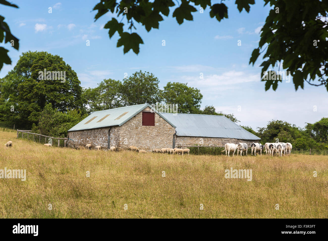 Farm animals uk cows sheep hi-res stock photography and images - Alamy