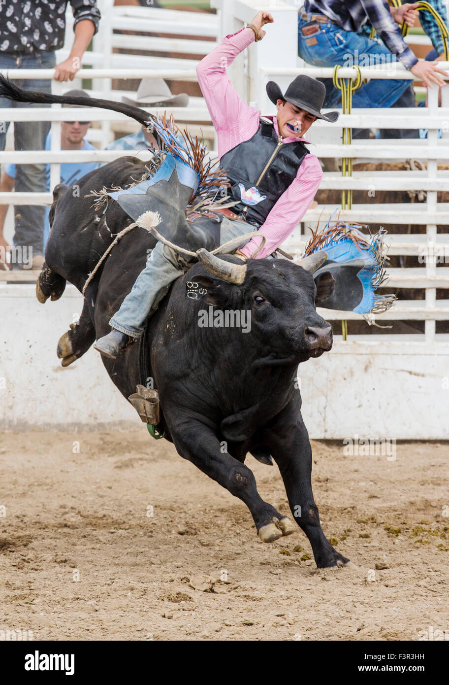 Bucking Bull High Resolution Stock Photography and Images - Alamy