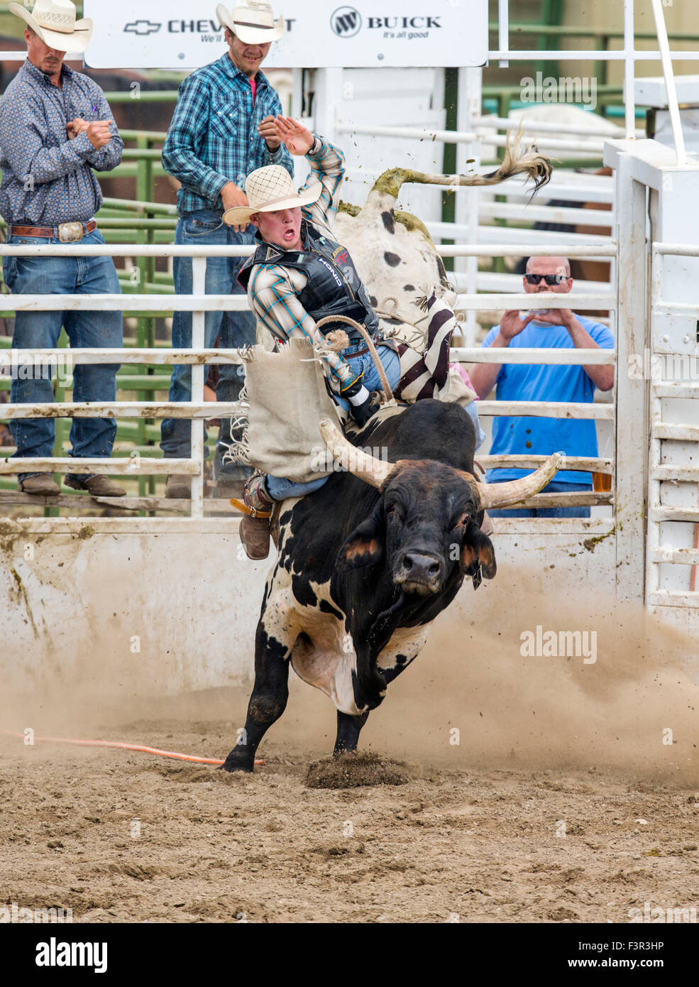 Rodeo cowboy riding a bucking bull, bull riding competition, Chaffee ...