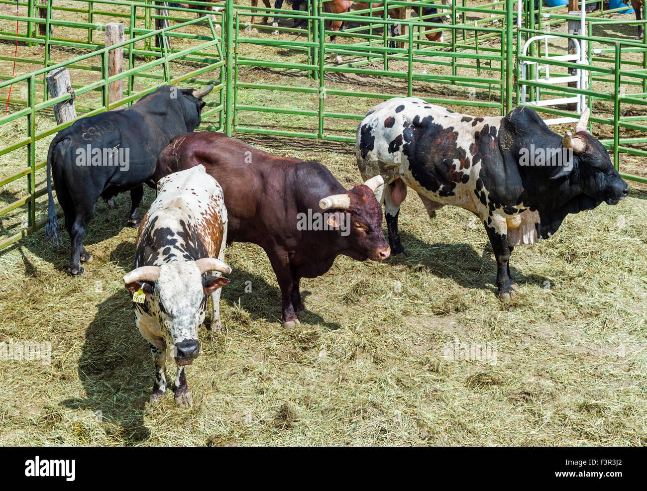 Large bulls in corral, Chaffee County Fair & Rodeo, Salida, Colorado ...