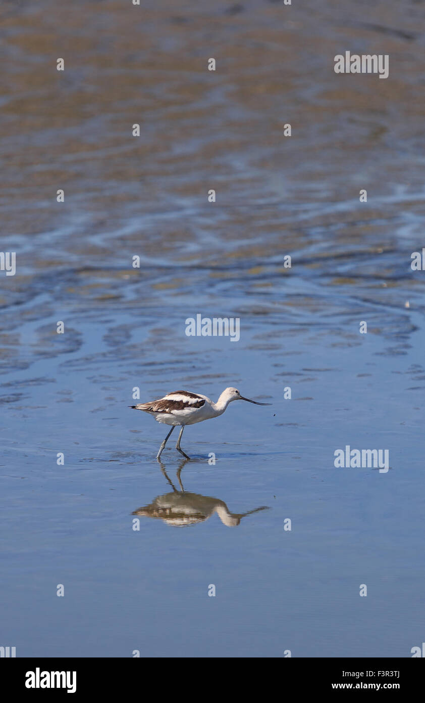 Avocet bird hi-res stock photography and images - Alamy
