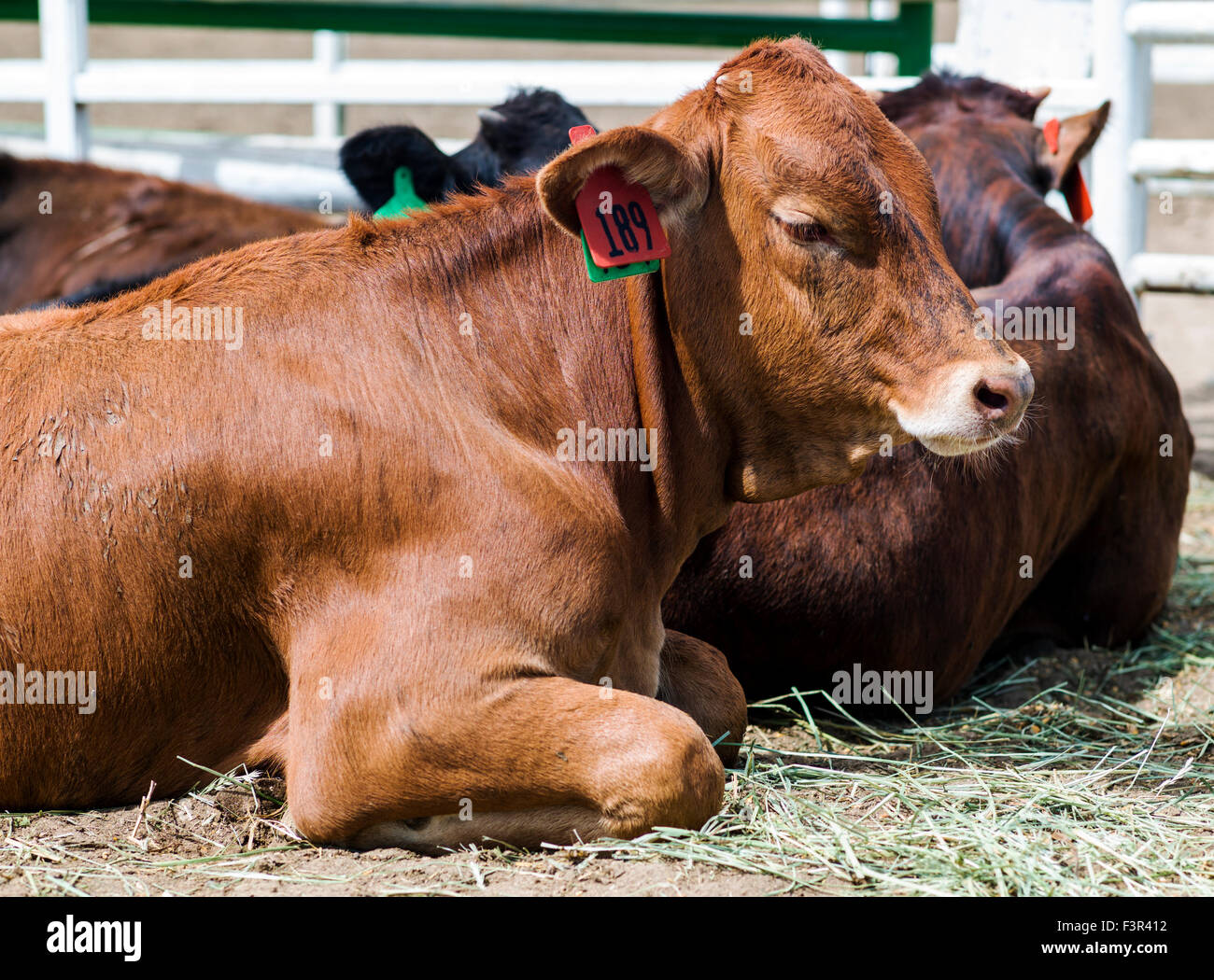 Livestock animals hi-res stock photography and images - Alamy