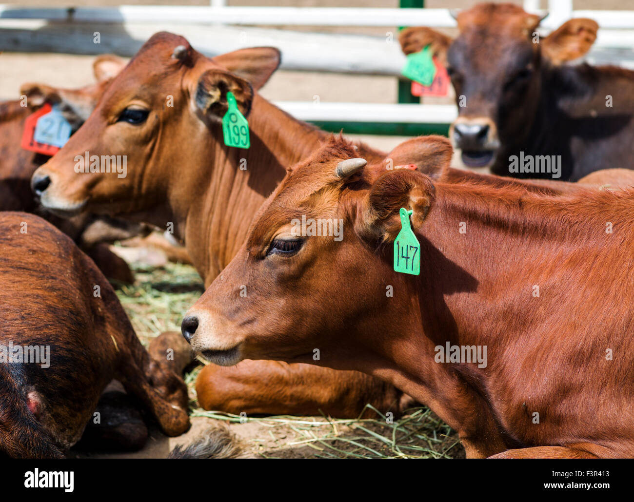 Young cows in corral, Chaffee County Fair & Rodeo, Salida, Colorado ...
