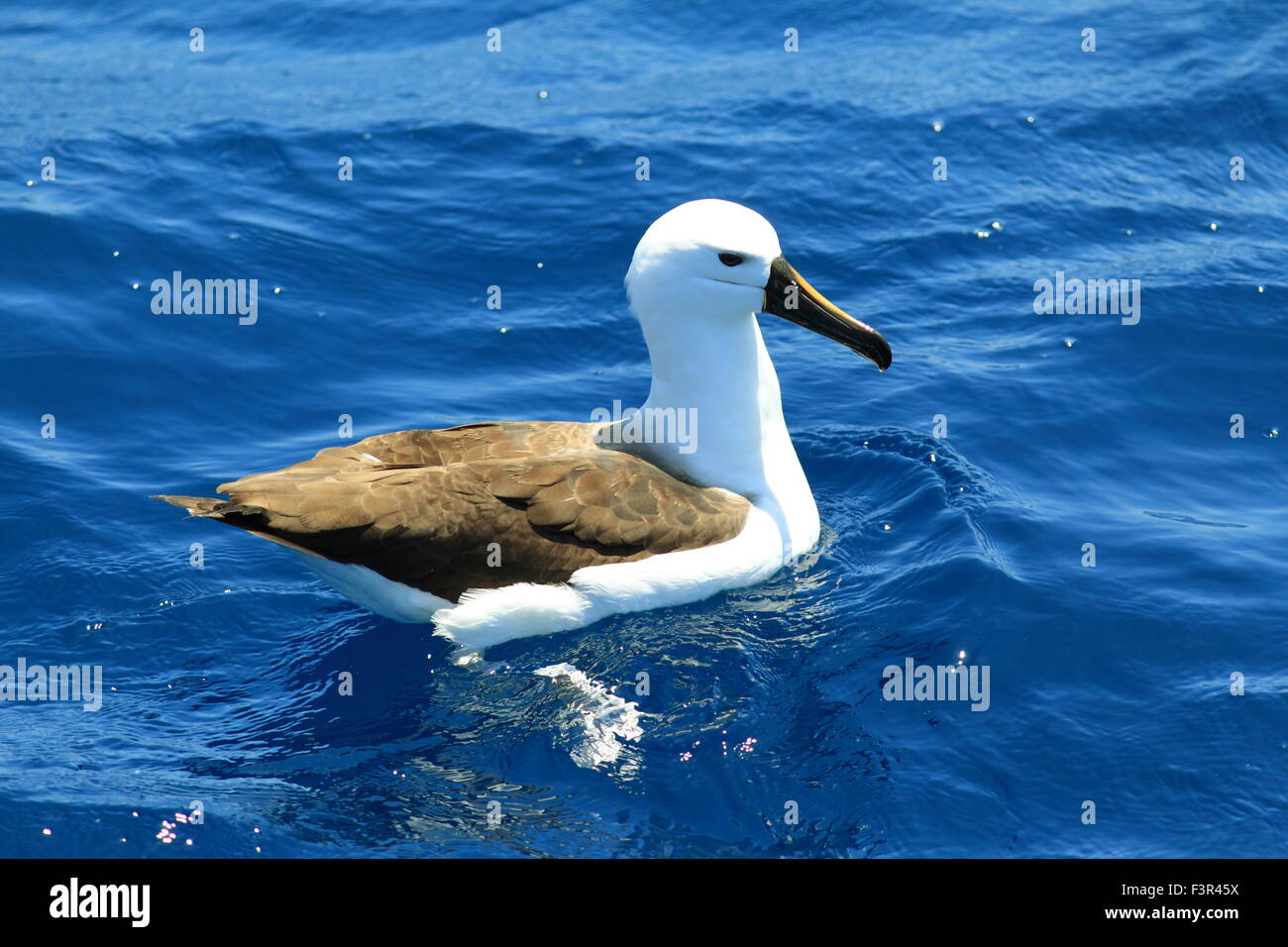 Indian Yellow-nosed Albatross (Thalassarche carteri) in NSW, Australia ...