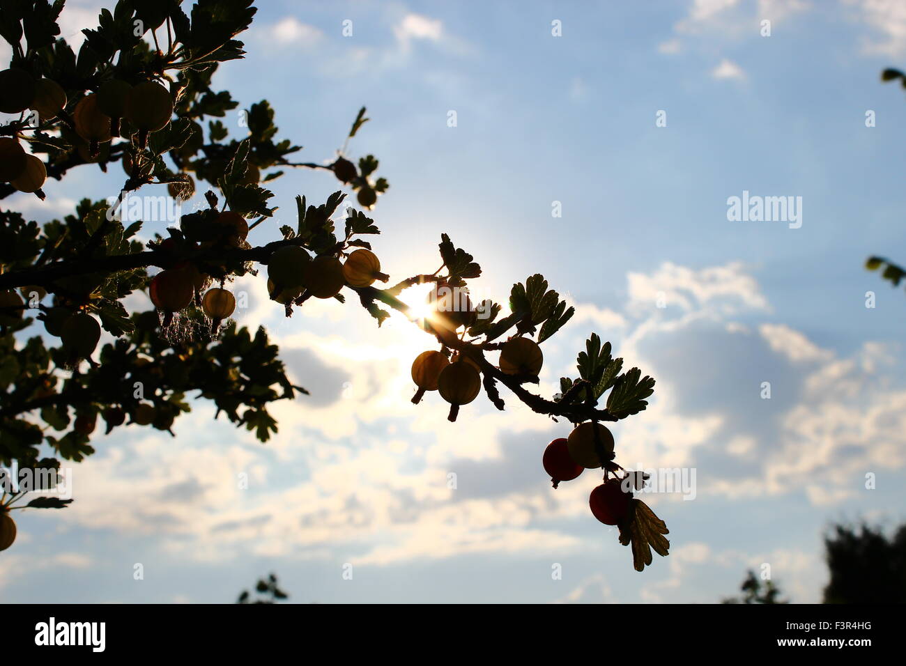 Gooseberries growing in the sun Stock Photo - Alamy