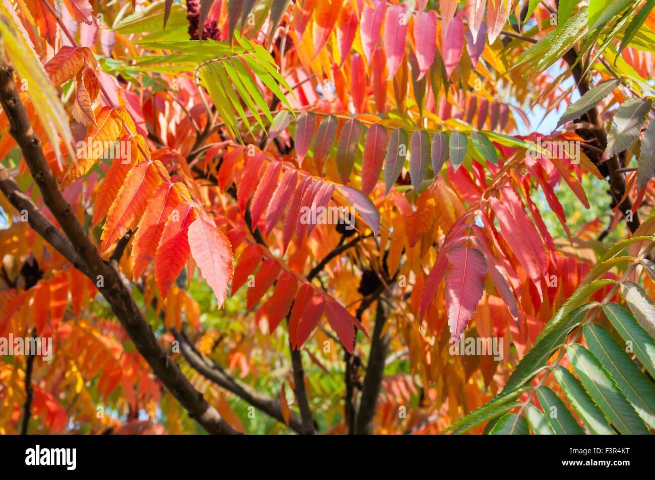 Closeup of beautiful colorful autumn tree. Nature background Stock ...