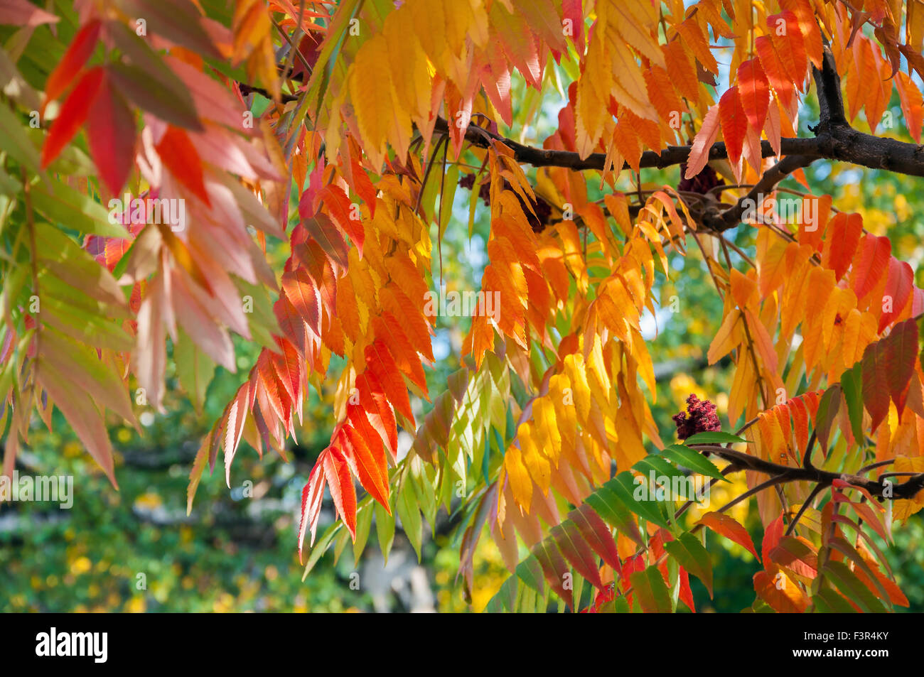 Acacia tree bright background hi-res stock photography and images - Alamy