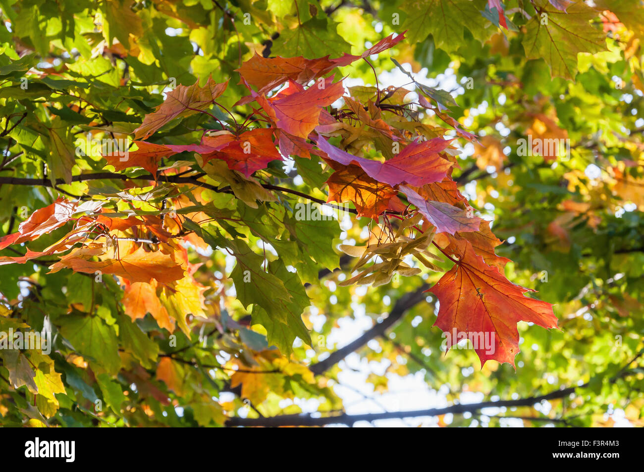 Closeup of beautiful colorful autumn tree. Nature background Stock ...