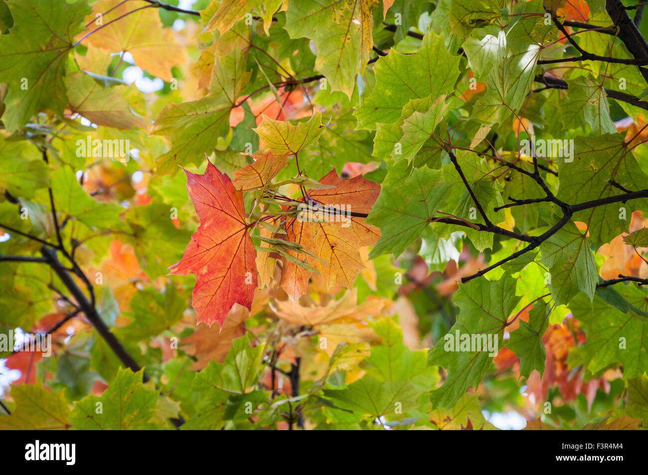 Closeup of beautiful colorful autumn tree. Nature background Stock ...