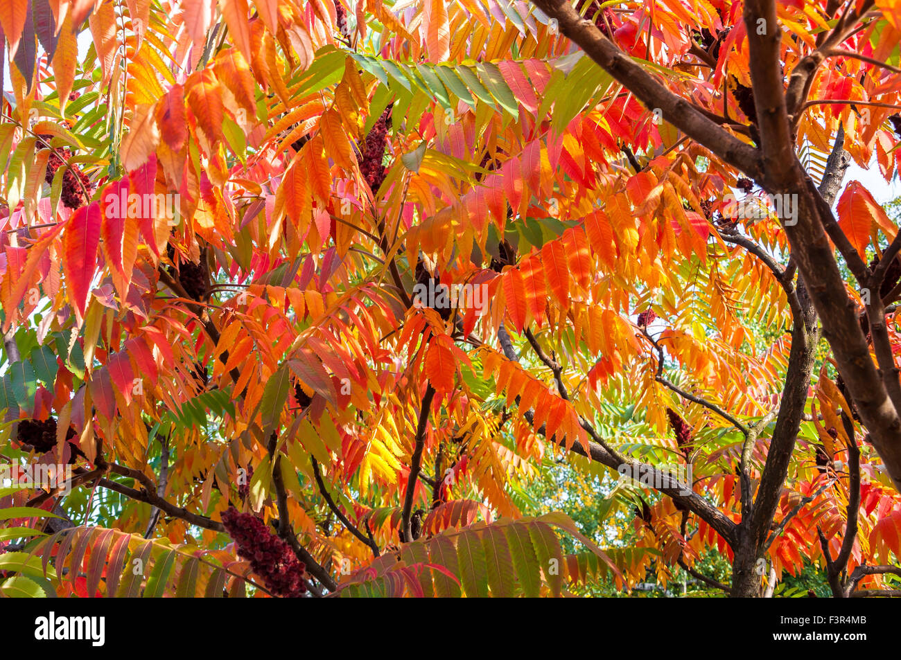 Closeup of beautiful colorful autumn tree. Nature background Stock ...