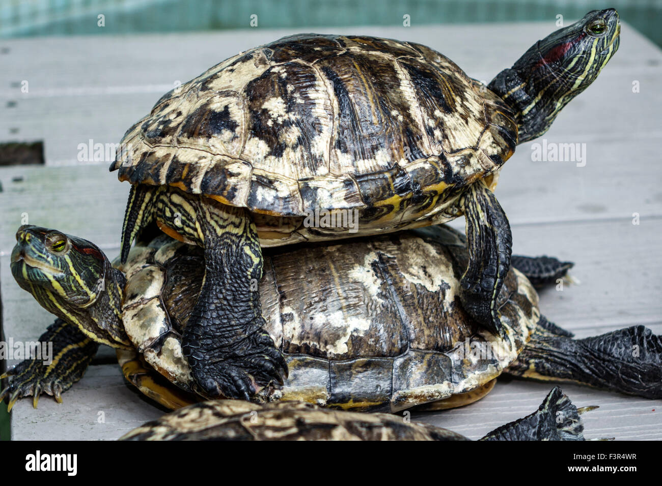 Key West Florida,Keys Hyatt Key West Resort & and Spa,hotel hotels ...