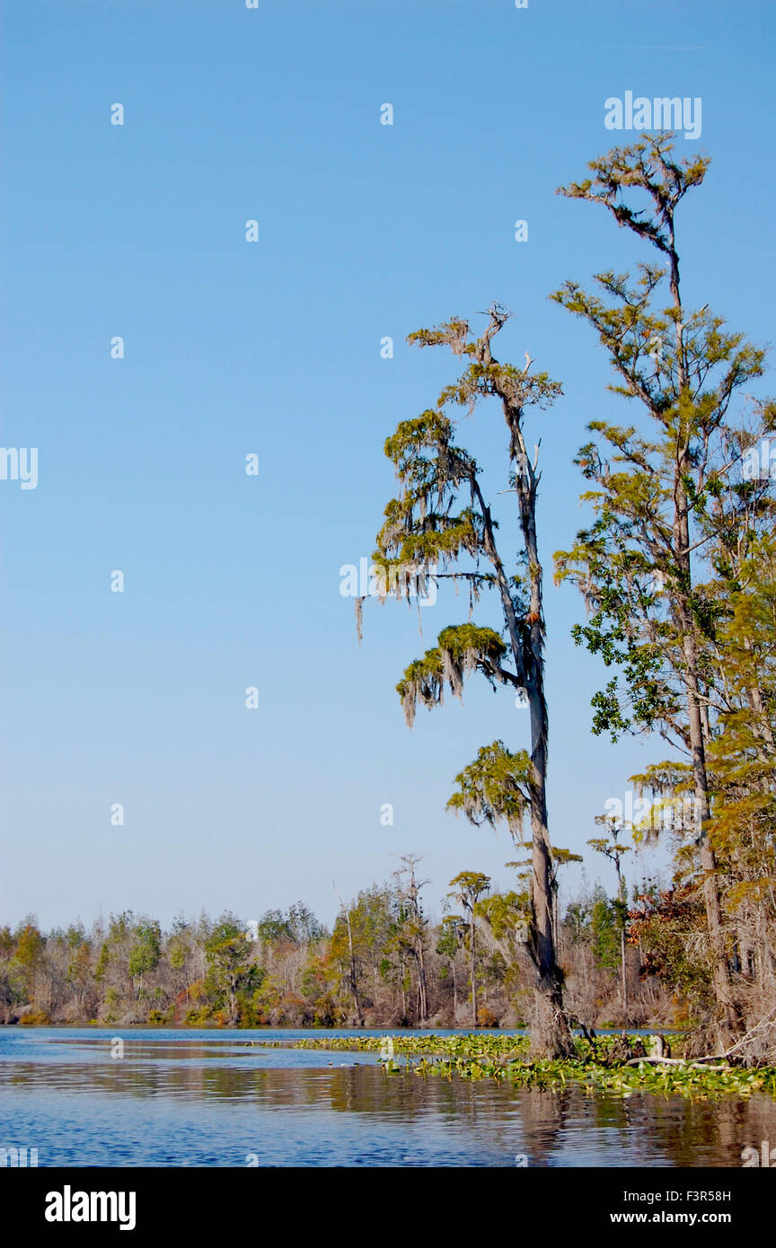 Okefenokee swamp alligator hi-res stock photography and images - Alamy