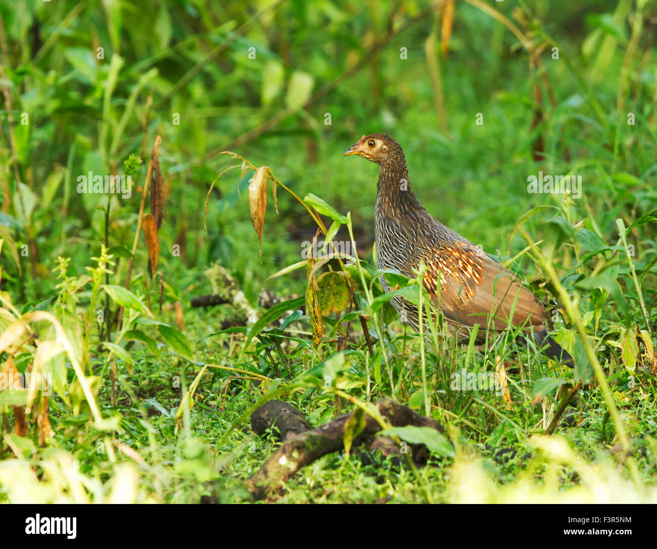 Junglefowl are the four living species of bird from the genus Gallus in ...