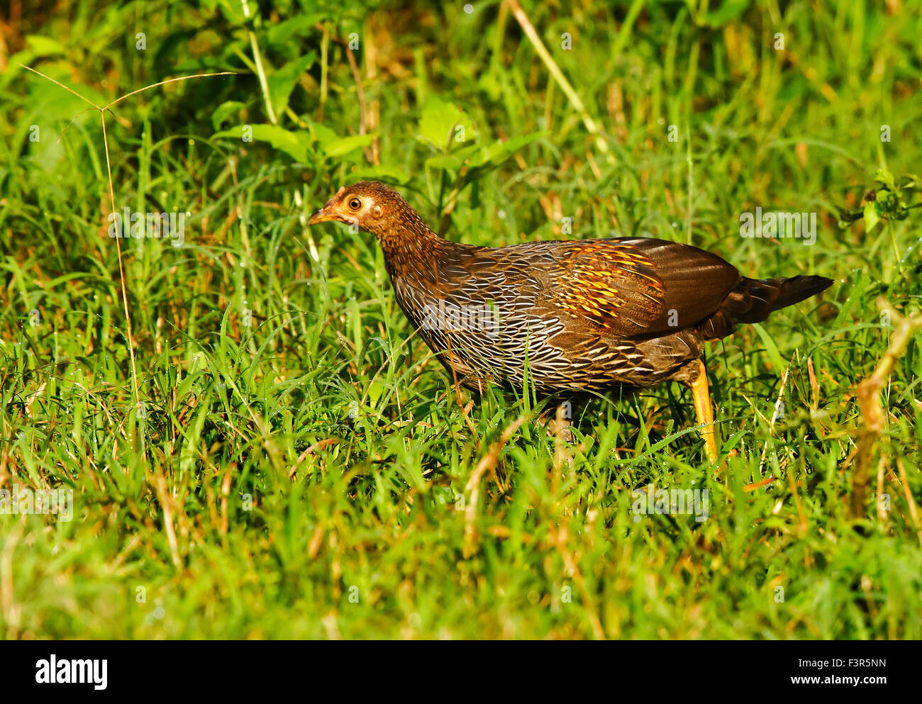 Junglefowl are the four living species of bird from the genus Gallus in ...