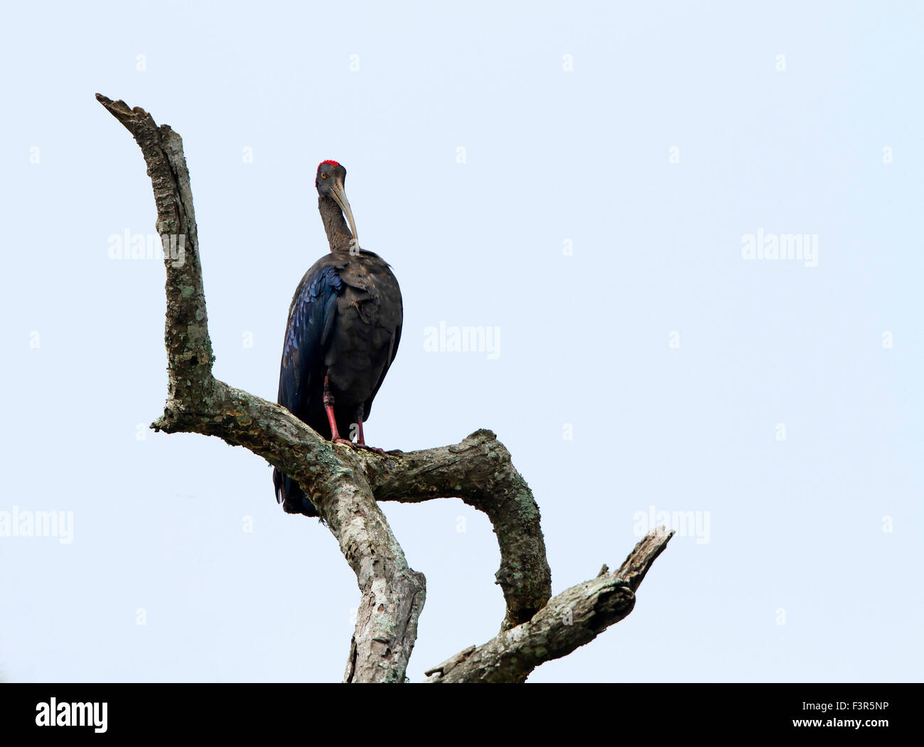 The red-naped ibis (Pseudibis papillosa) also known as the Indian black ...