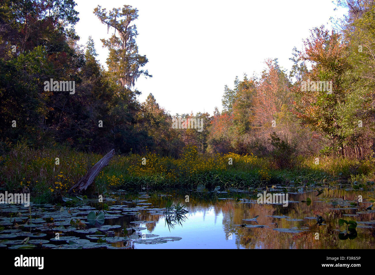 Okefenokee Swamp, Georgia, USA Stock Photo - Alamy