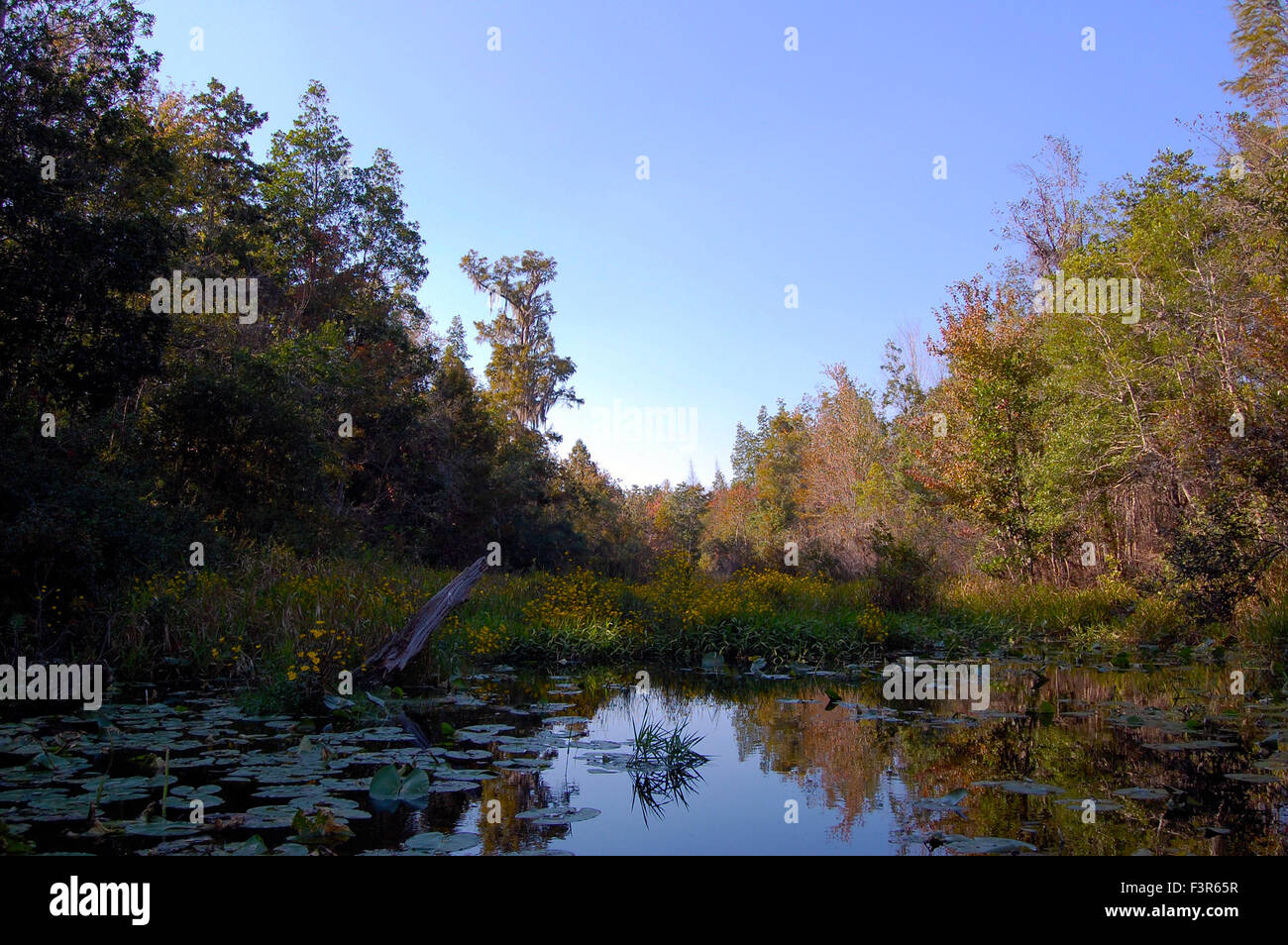 Okefenokee swamp bird hi-res stock photography and images - Alamy
