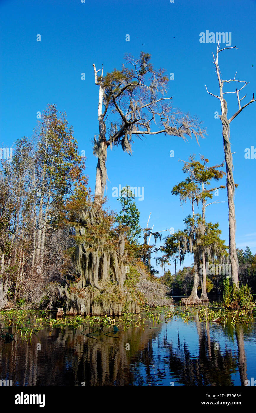 Okefenokee swamp kayak hi-res stock photography and images - Alamy