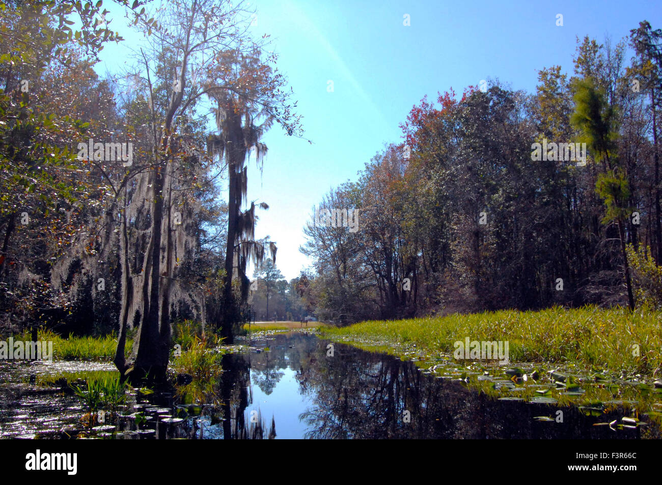 Okefenokee Swamp, Georgia, USA Stock Photo - Alamy