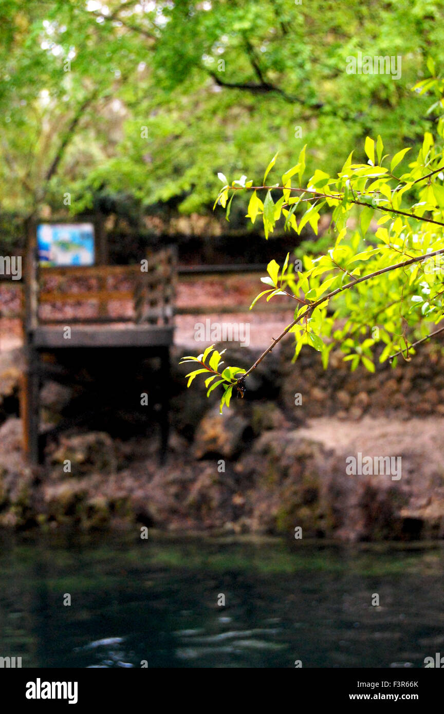 Okefenokee Swamp, Georgia, USA Stock Photo - Alamy