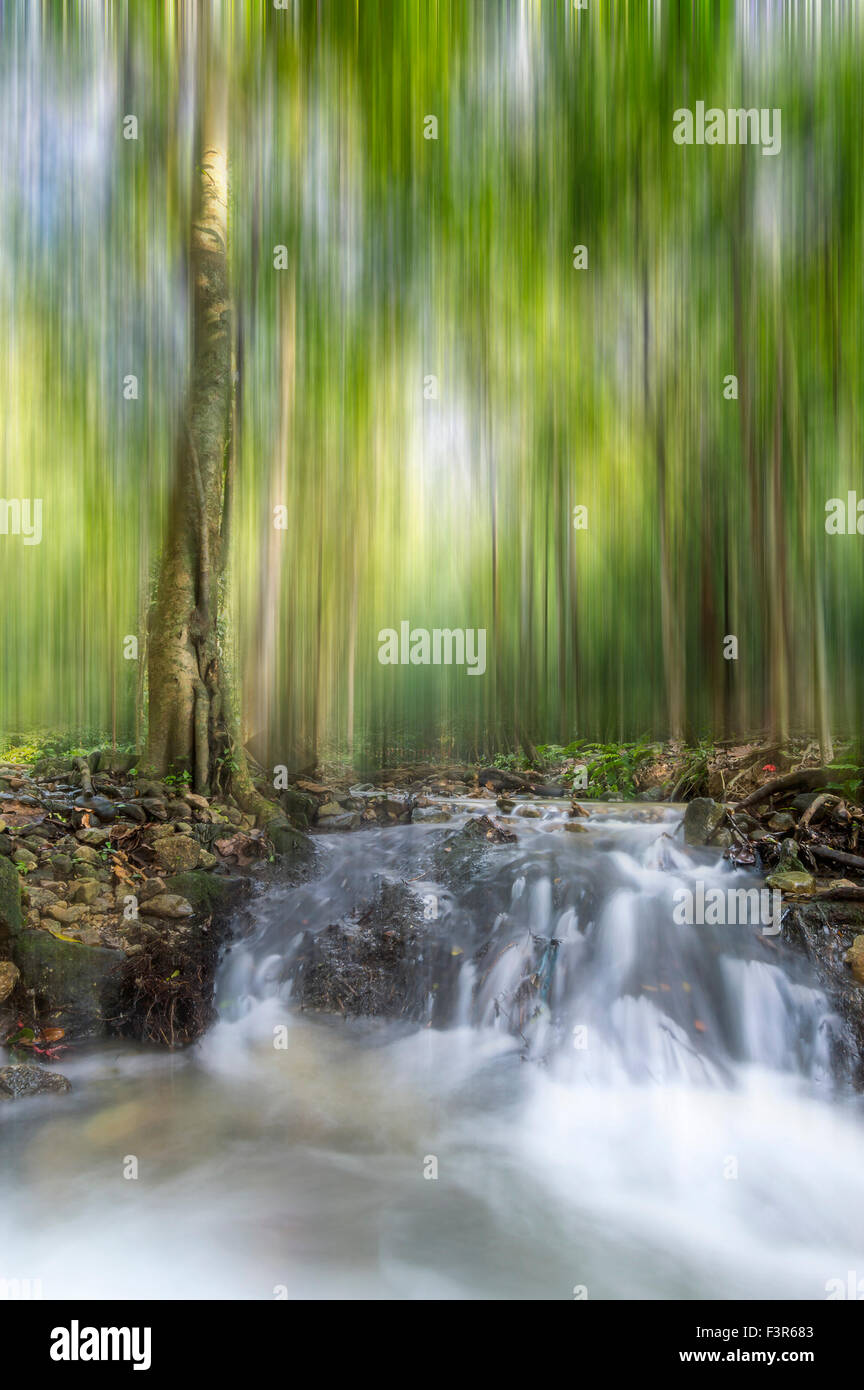 Water stream at deep of tropical forest Stock Photo - Alamy