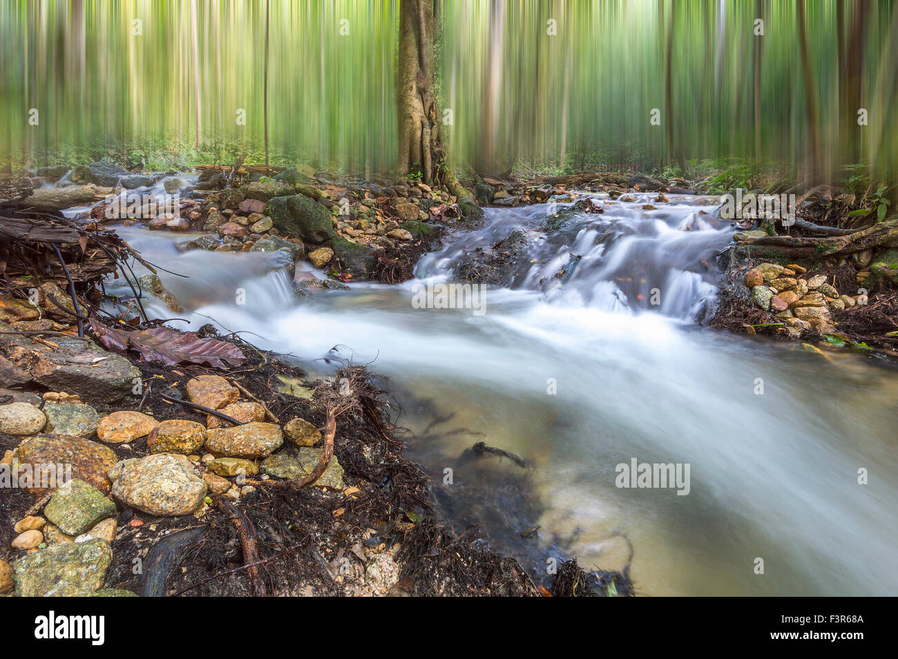 Water stream at deep of tropical forest Stock Photo - Alamy
