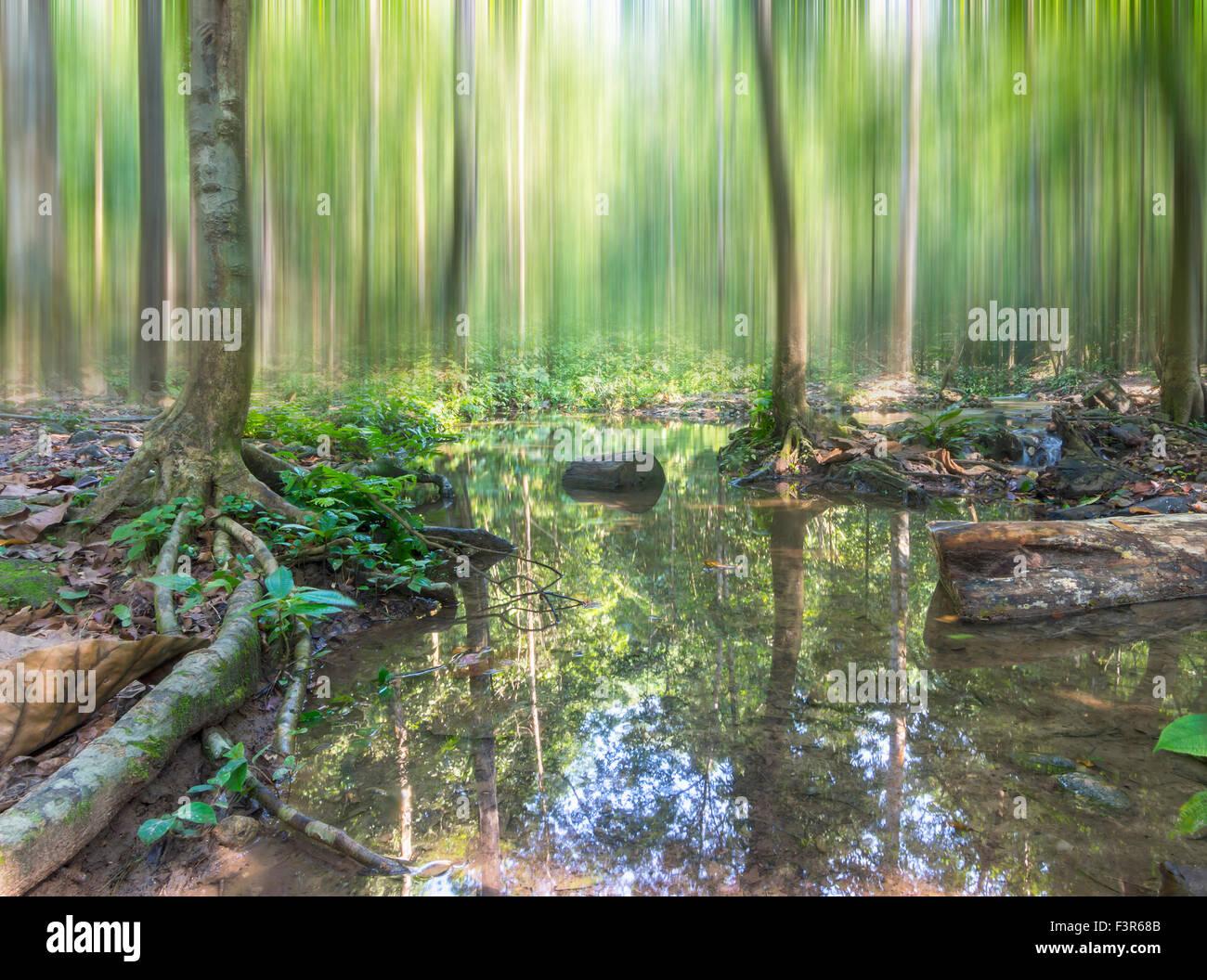 Green rainforest with reflection Stock Photo - Alamy