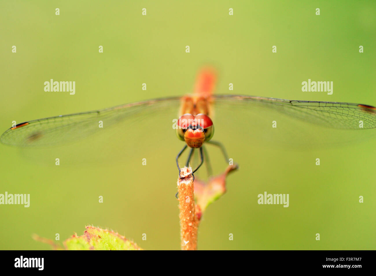 Japanese red bug hi-res stock photography and images - Alamy