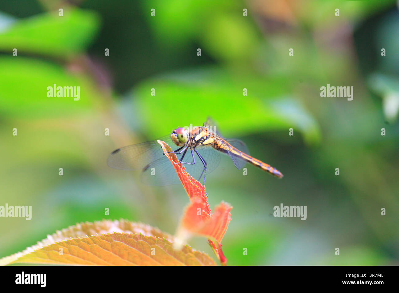 Japanese red bug hi-res stock photography and images - Alamy