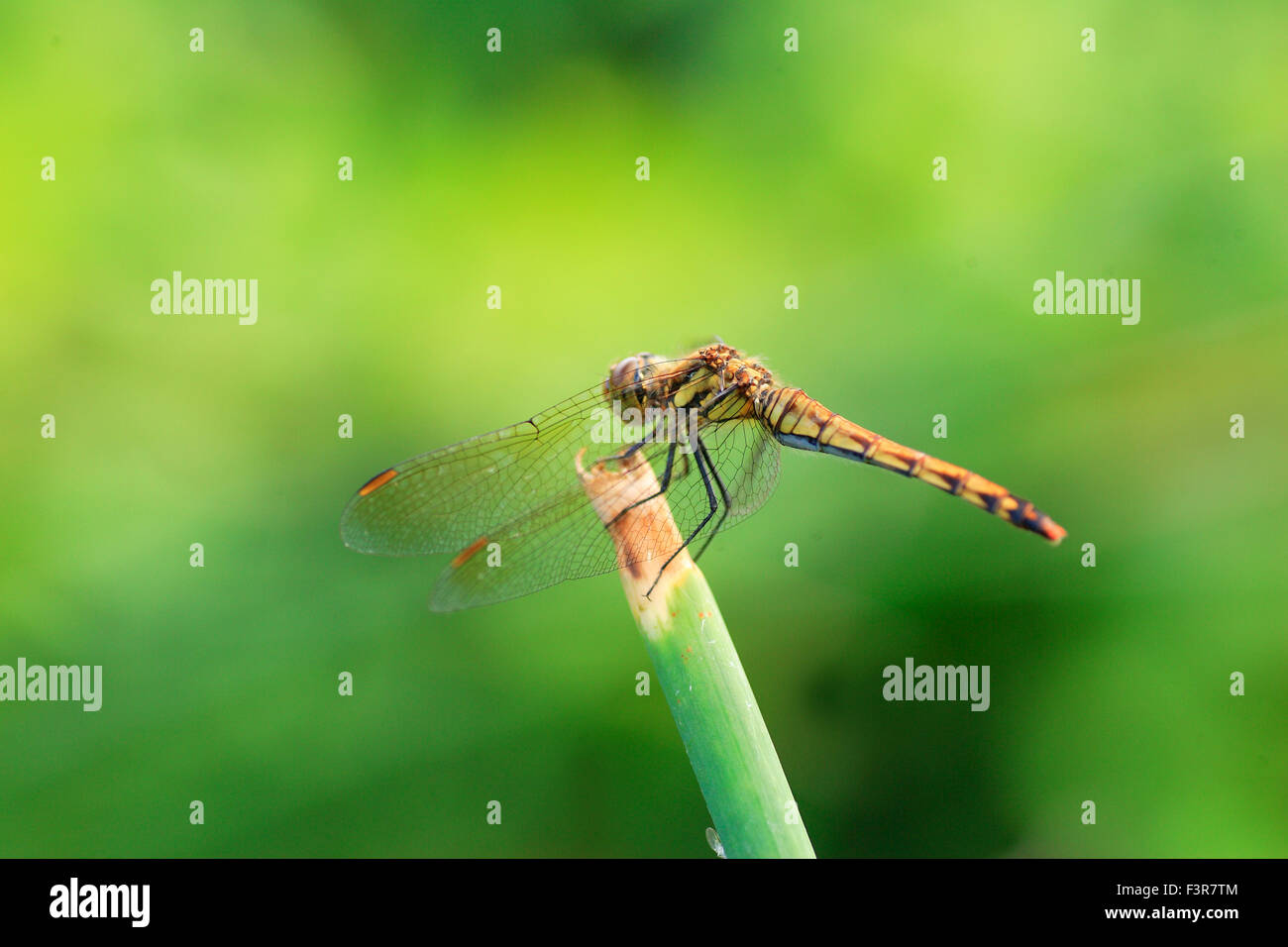 Japanese red bug hi-res stock photography and images - Alamy