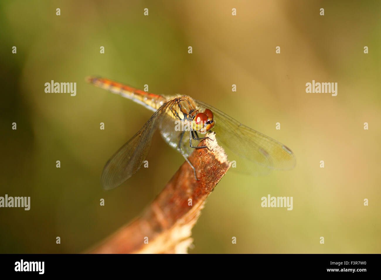 Japanese red bug hi-res stock photography and images - Alamy