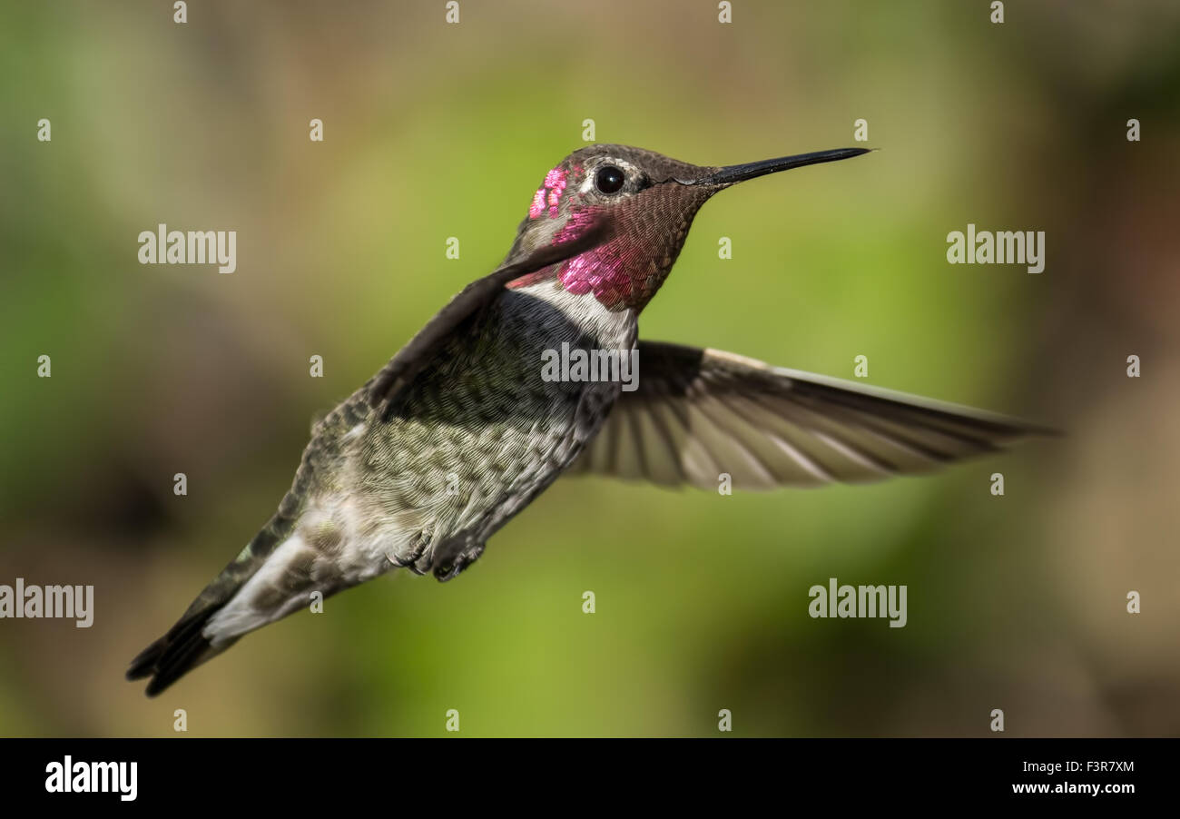 Hummingbird in Flight Stock Photo - Alamy