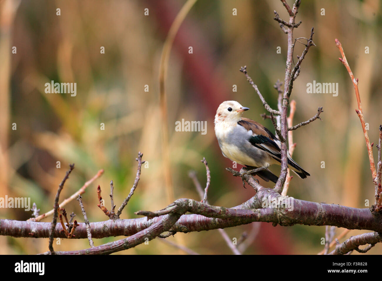 Chestnut cheeked starling hi-res stock photography and images - Alamy