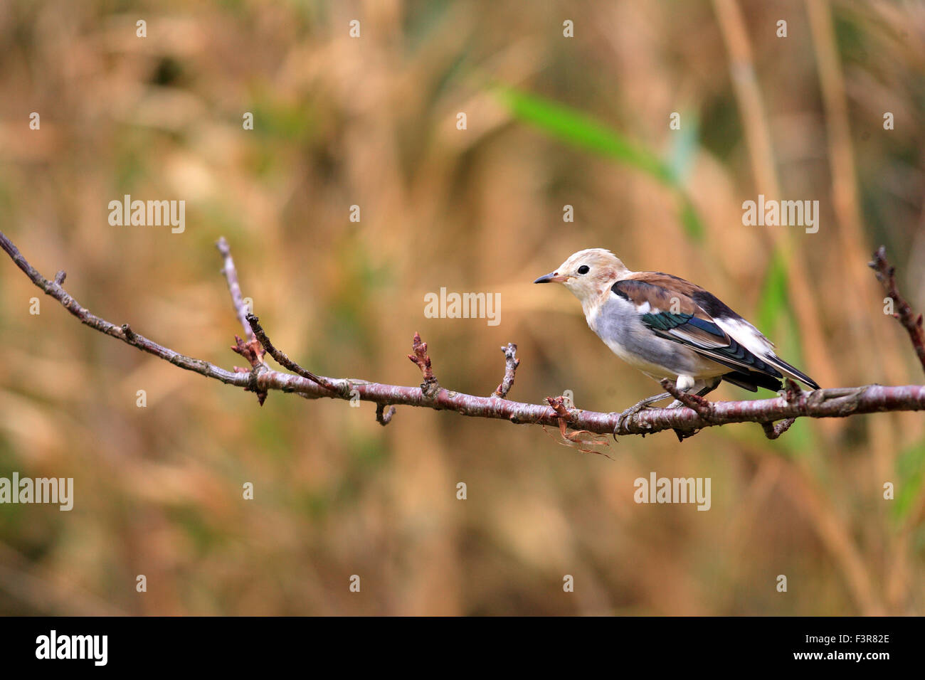 Chestnut cheeked starling hi-res stock photography and images - Alamy