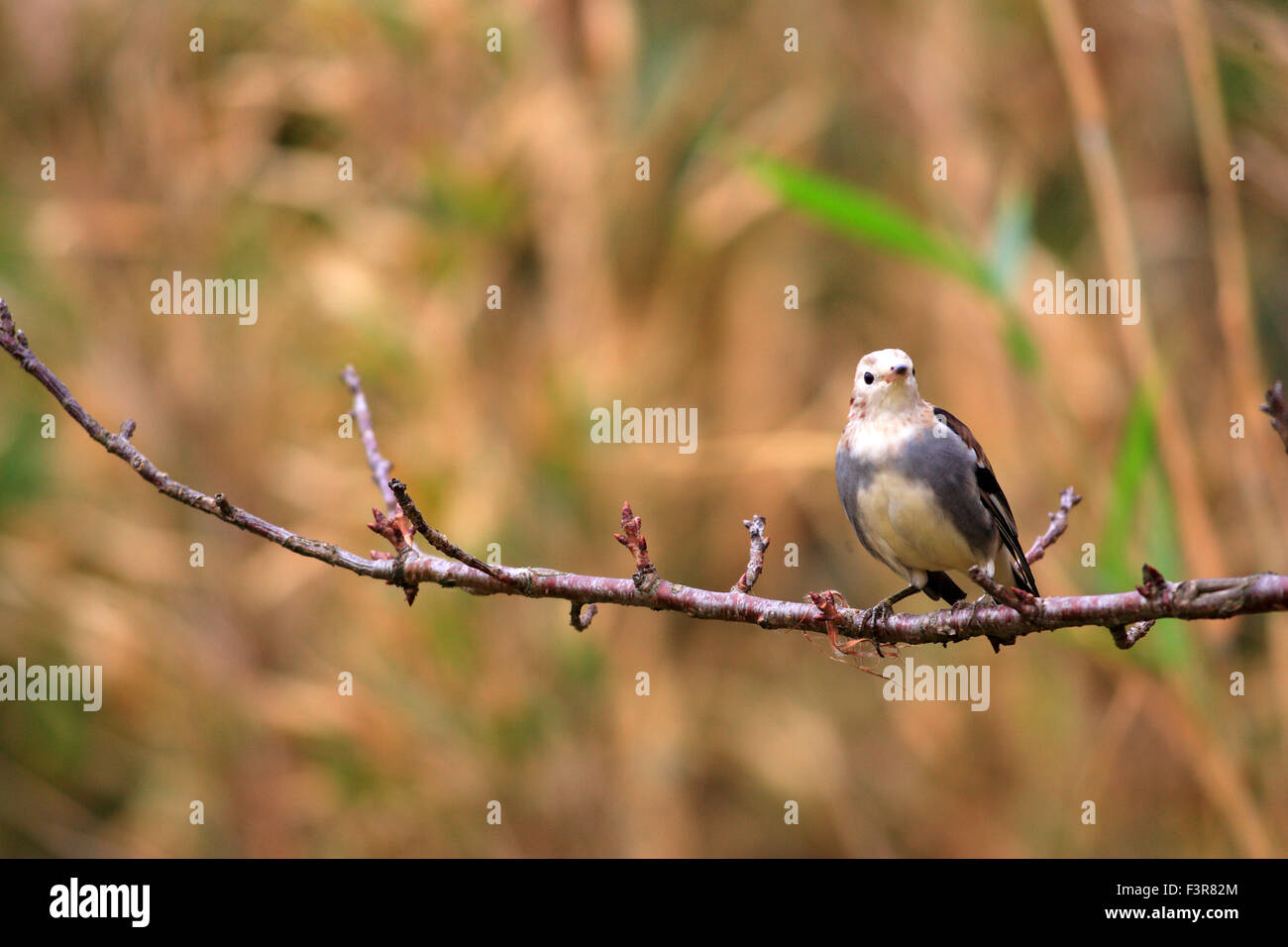 Chestnut-cheeked Starling (Agropsar philippensis) in Japan Stock Photo ...