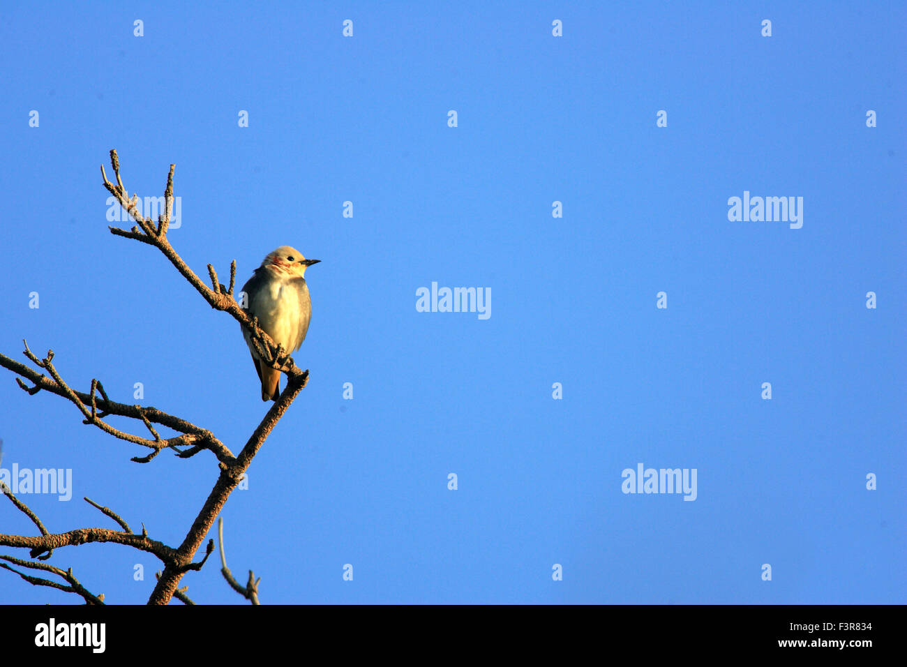 Chestnut cheeked starling hi-res stock photography and images - Alamy