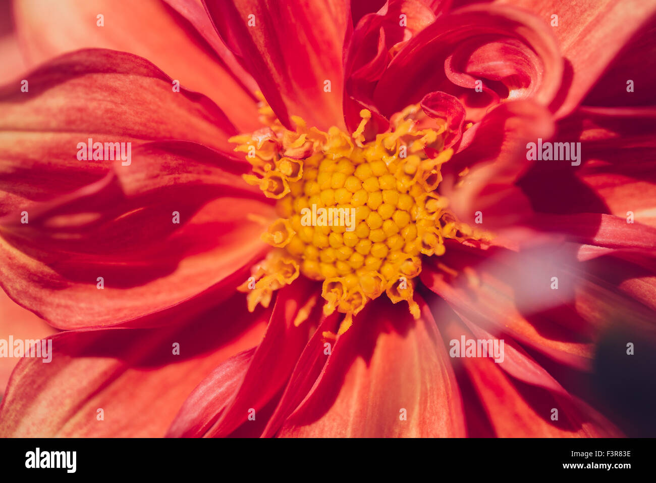 Beautiful colorful flower close-up Stock Photo - Alamy