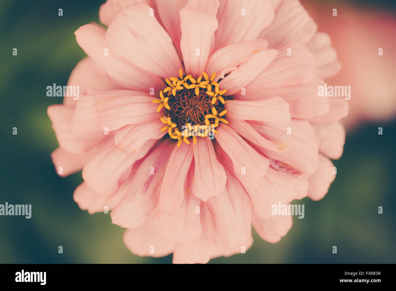 Beautiful colorful flower close-up Stock Photo - Alamy