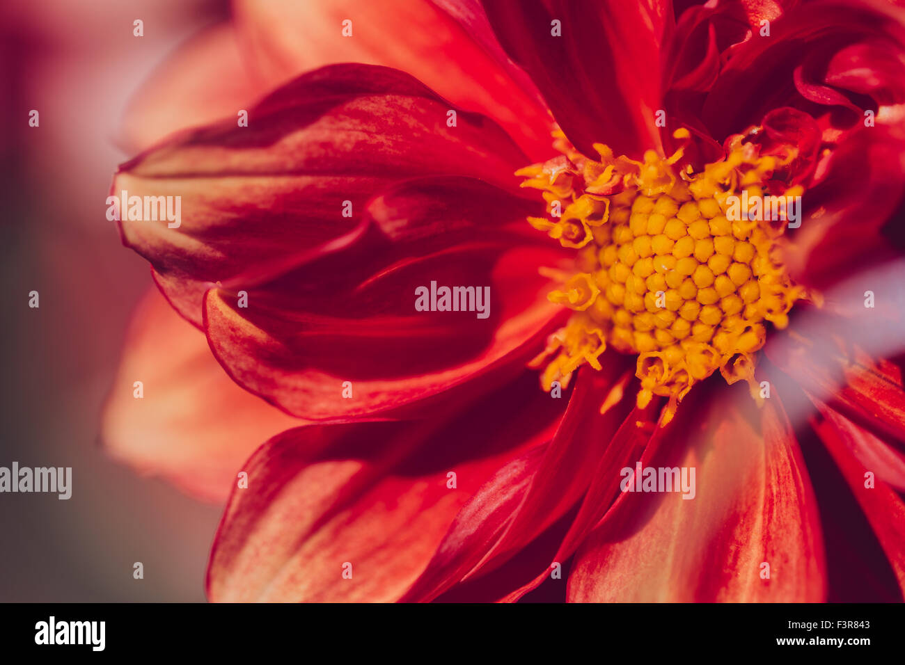 Beautiful colorful flower close-up Stock Photo - Alamy