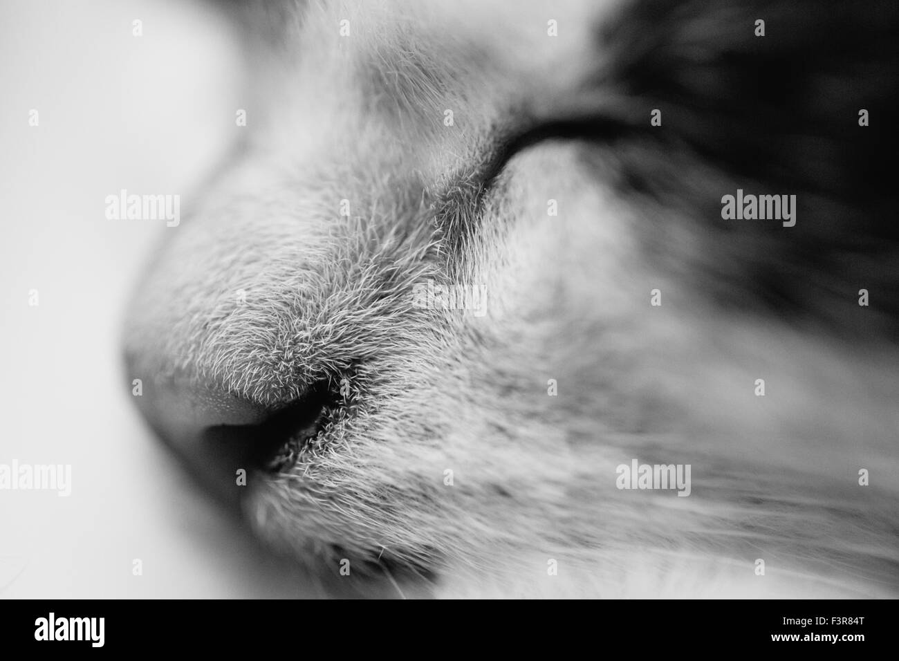 Black and white photo of a cat's head close-up Stock Photo - Alamy