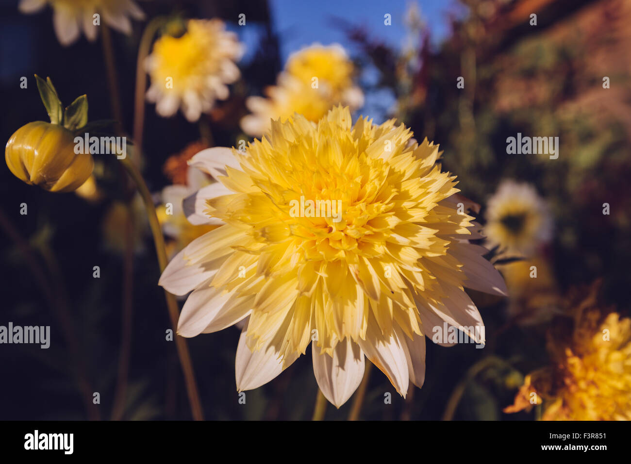 Beautiful colorful flower close-up Stock Photo - Alamy