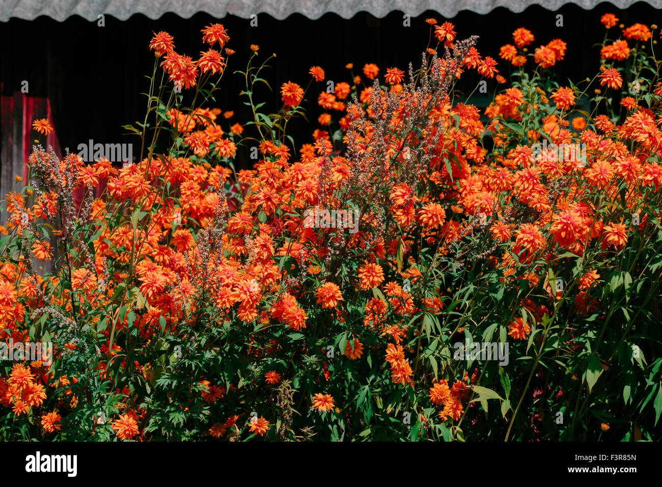 Beautiful flowers in the garden Stock Photo - Alamy