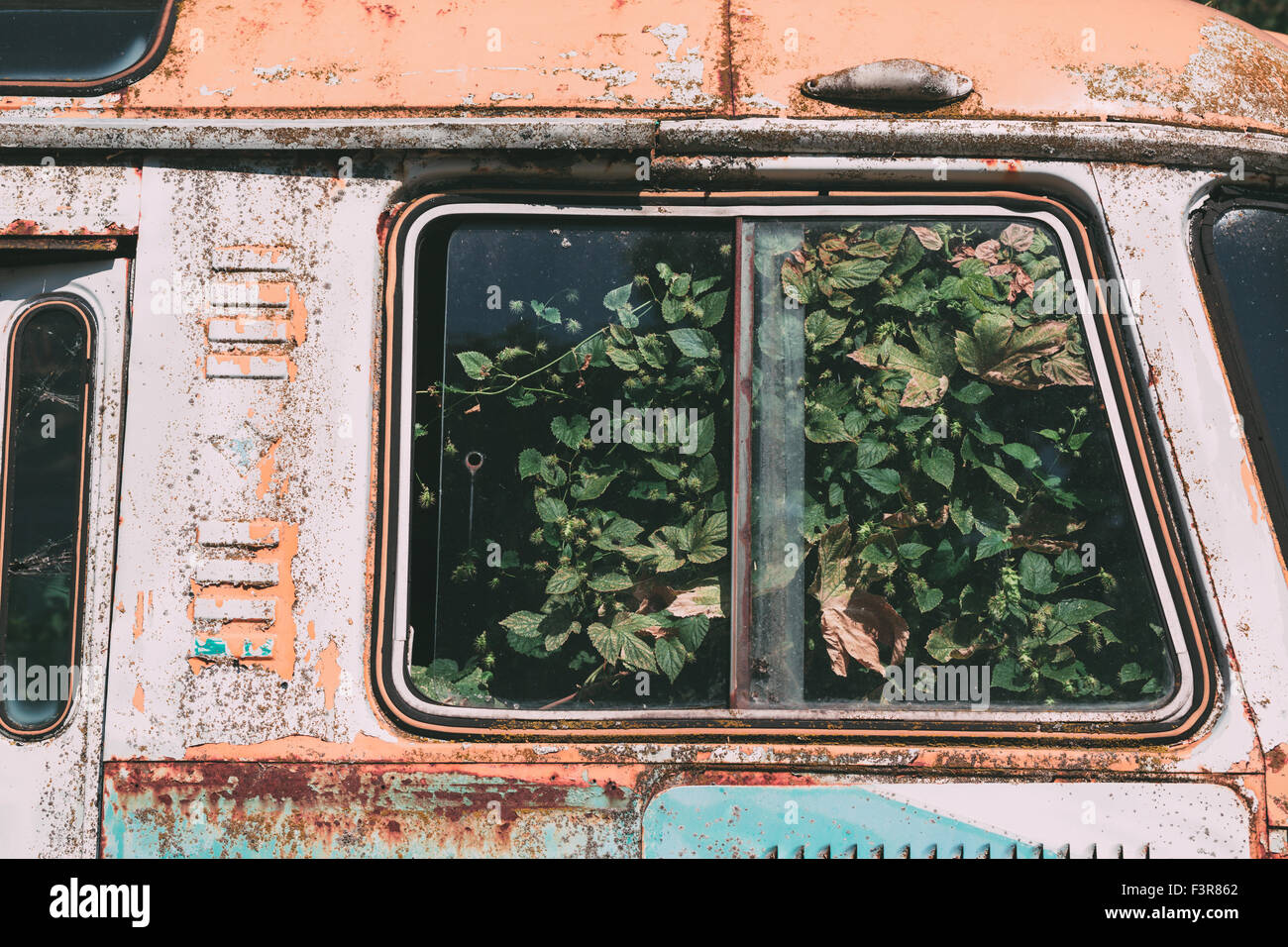 tree through the window Stock Photo - Alamy